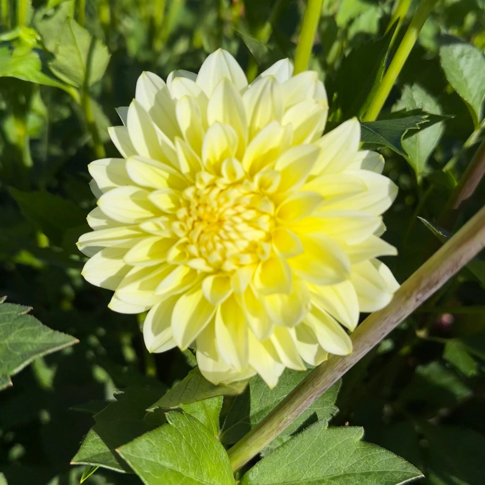 Dahlia Sunkissed – Sweet Valley Flowers